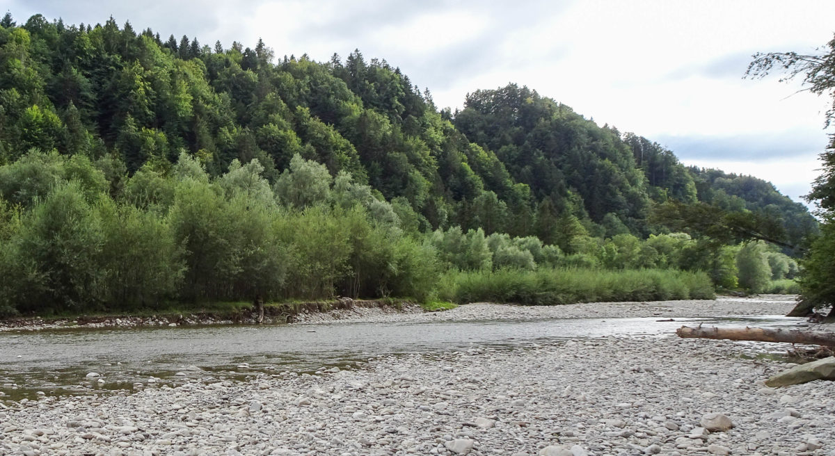 Evolution des communautés de saules en zone alluviale active des ...